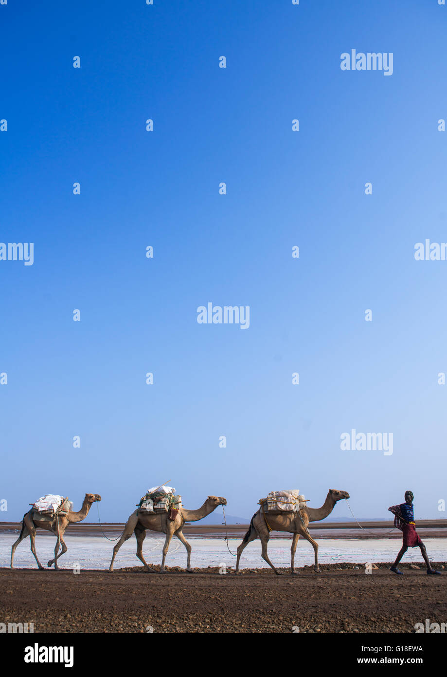 Afar tribe man camel caravans carrying salt blocks in the danakil ...