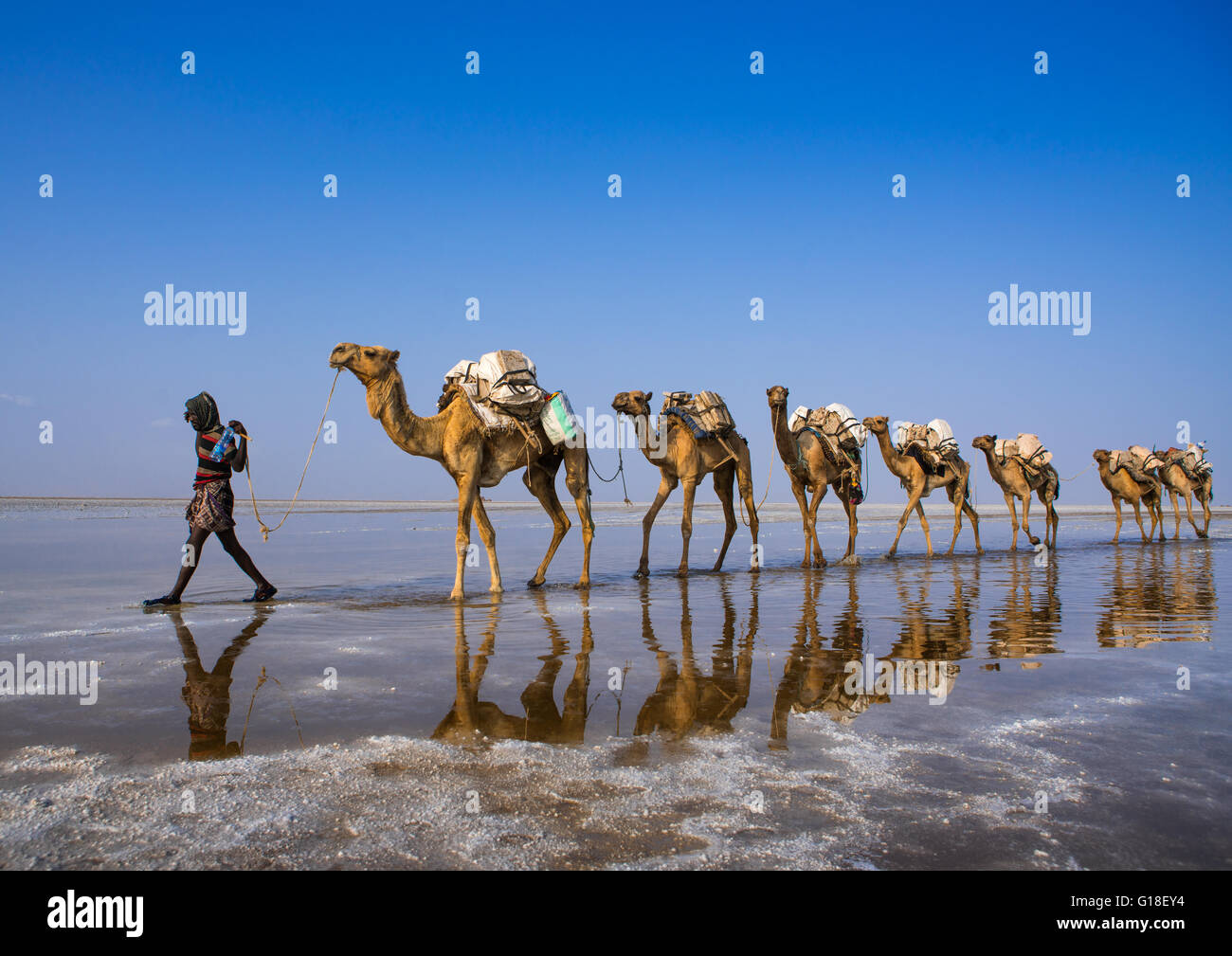 Afar tribe man camel caravans carrying salt blocks in the danakil ...
