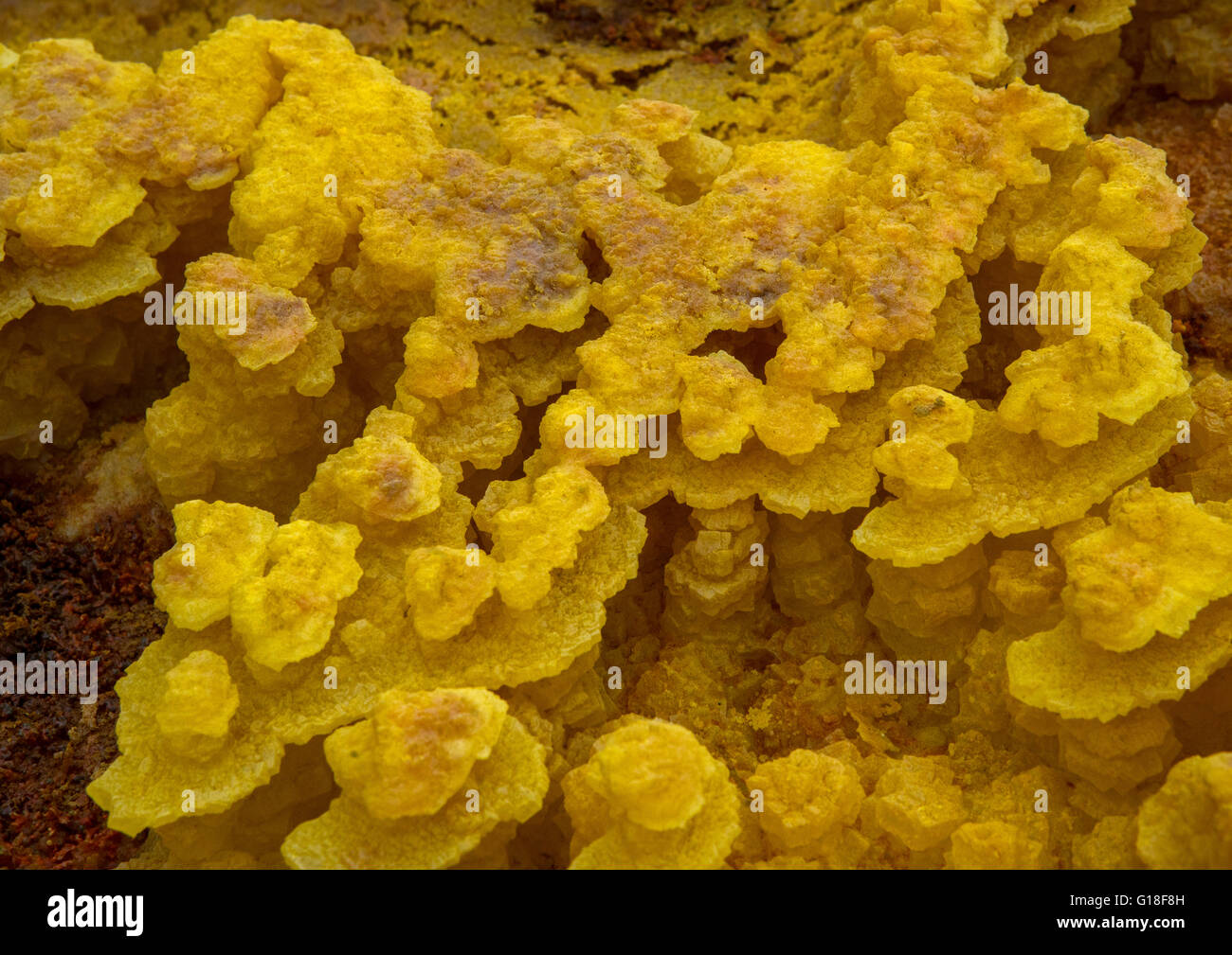 The colorful potassium salt crust formed by hot springs in the danakil ...