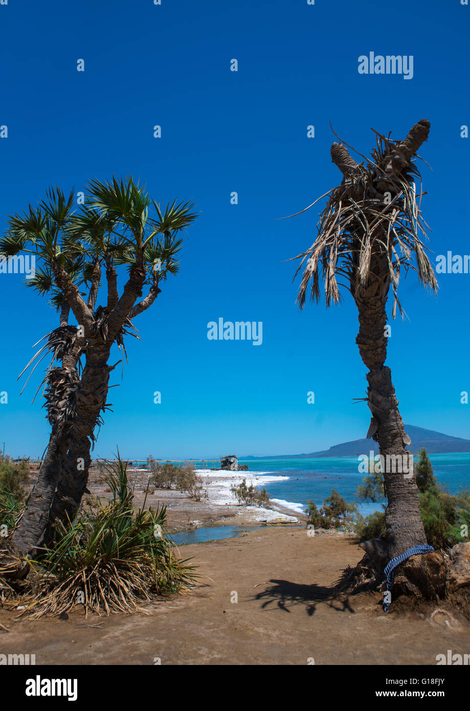 Palm trees in front of a saline lake, Afar region, Afdera, Ethiopia ...