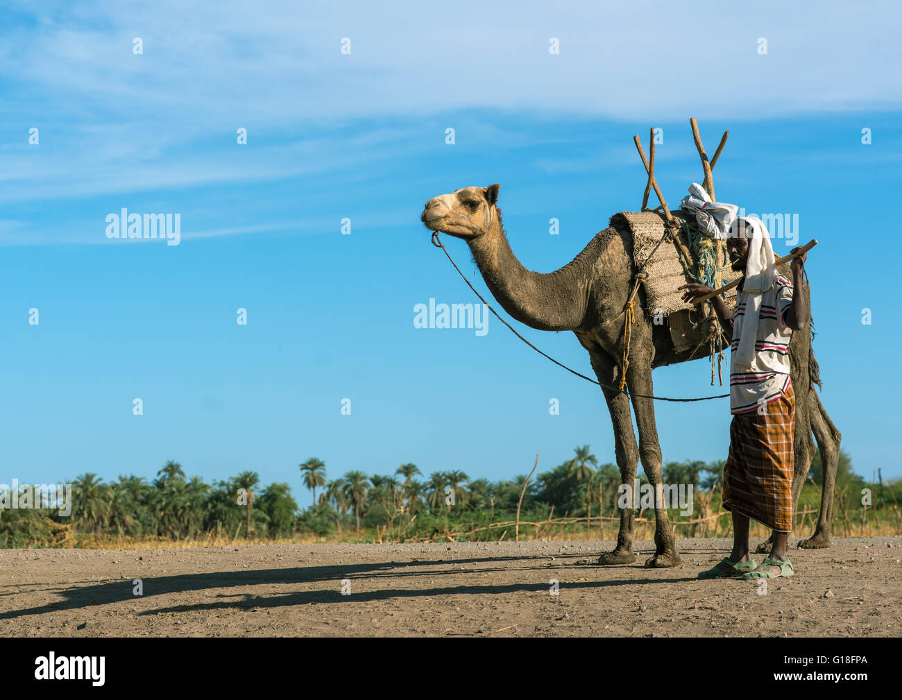 Afar tribe man with his camel in front of palm trees, Afar region ...