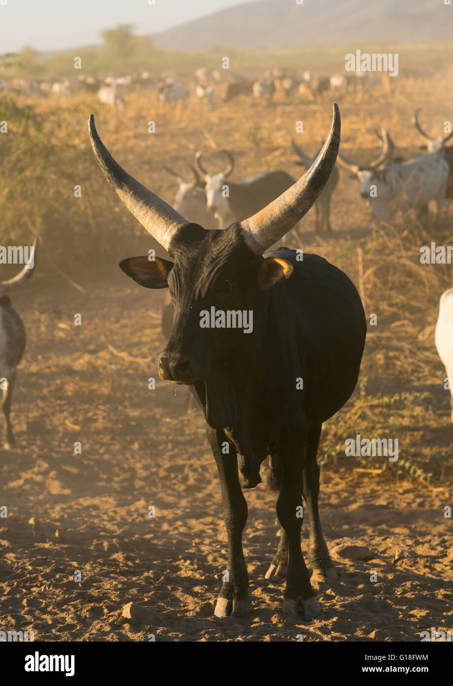 Ethiopia cow hi-res stock photography and images - Alamy