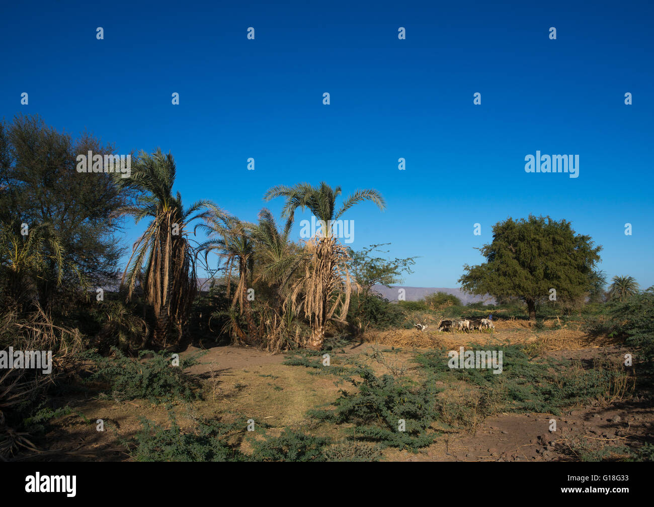 Cows in an afar tribe farm, Afar region, Afambo, Ethiopia Stock Photo ...