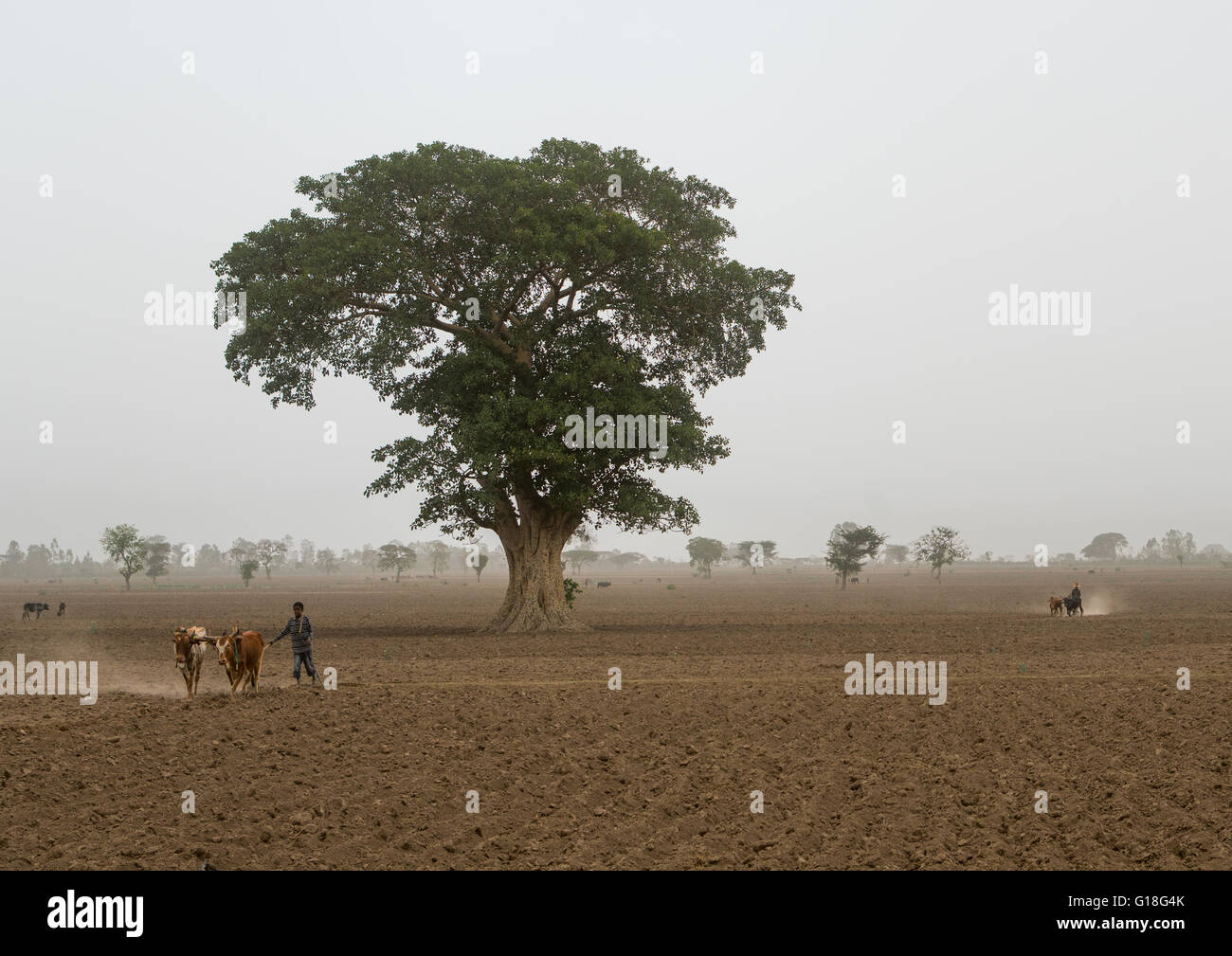 Ethiopian man plowing a field with two oxen, Kembata, Alaba kuito ...