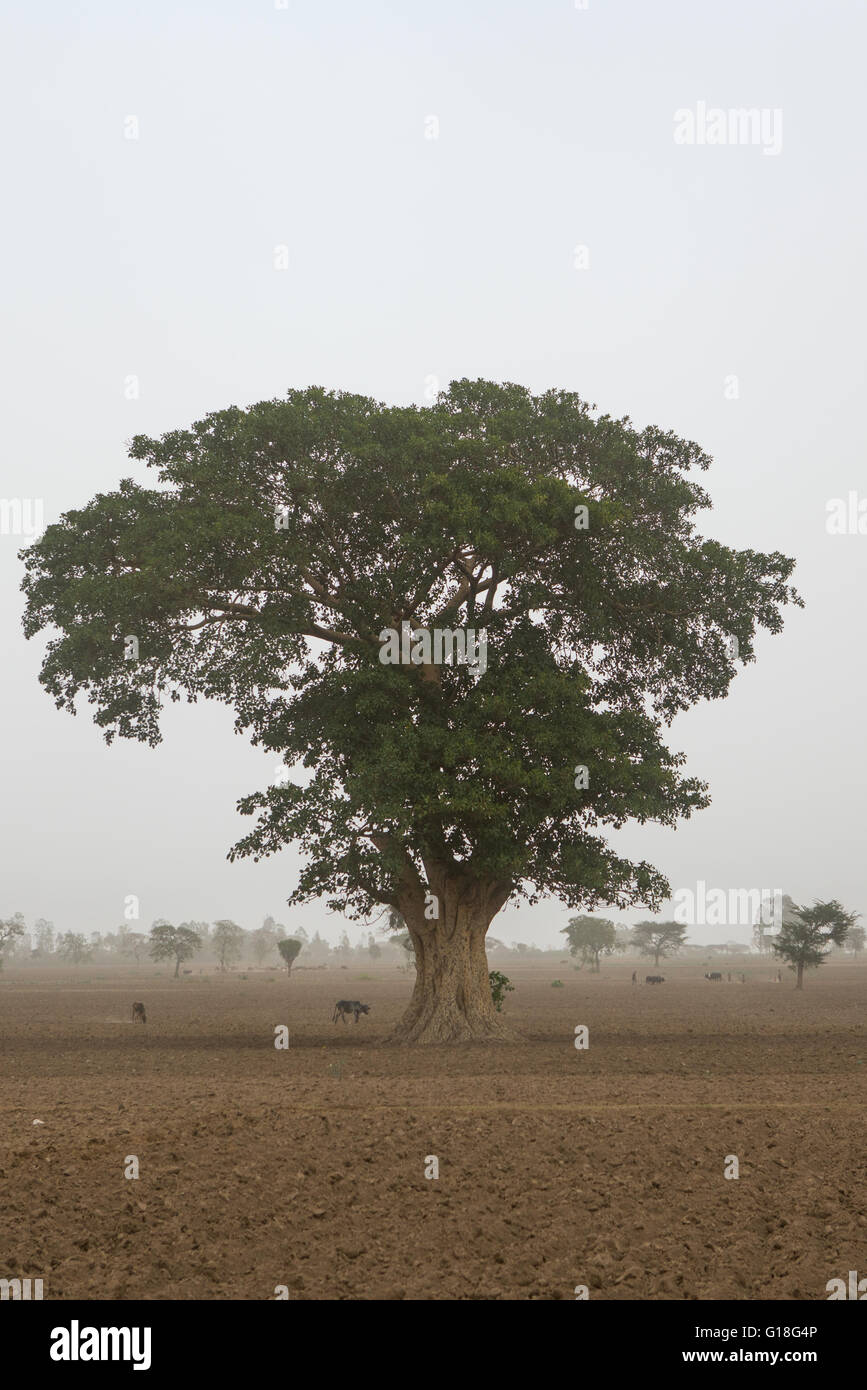 Big tree in a field, Kembata, Alaba kuito, Ethiopia Stock Photo - Alamy