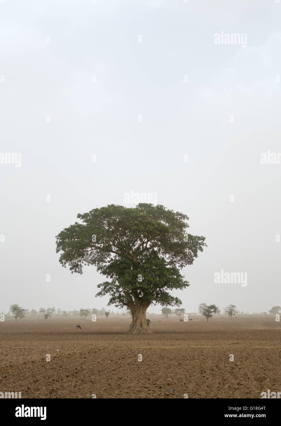 Big tree in a field, Kembata, Alaba kuito, Ethiopia Stock Photo - Alamy