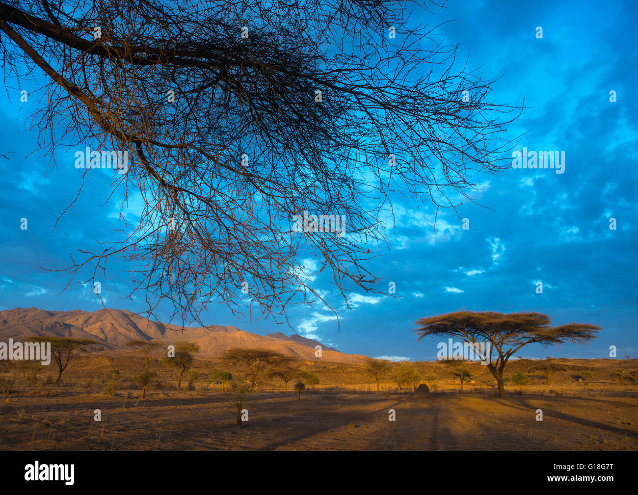 Acacias trees in ethiopia hi-res stock photography and images - Alamy