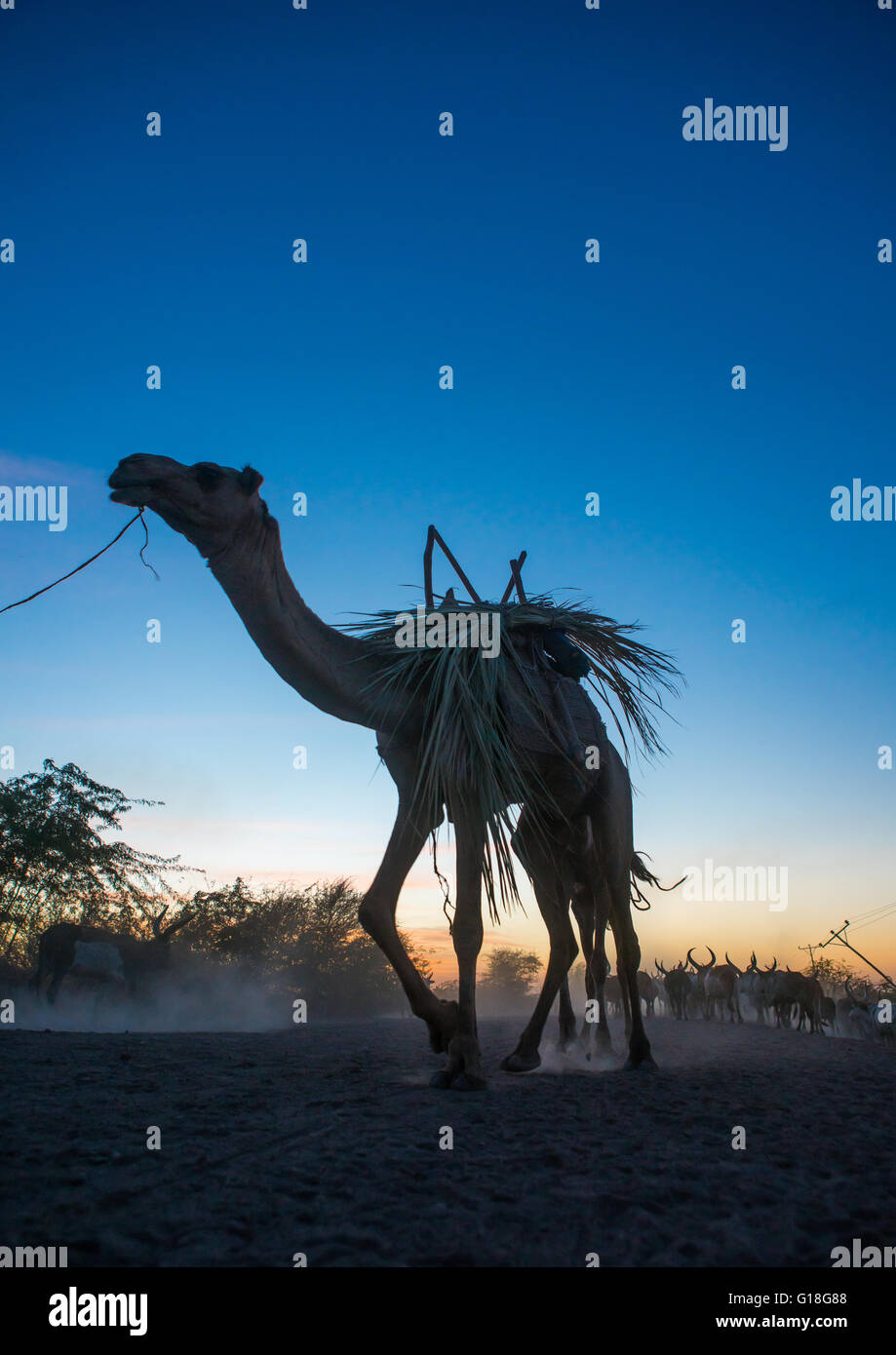 Camel caravan in danakil desert at sunset, Afar region, Afambo ...