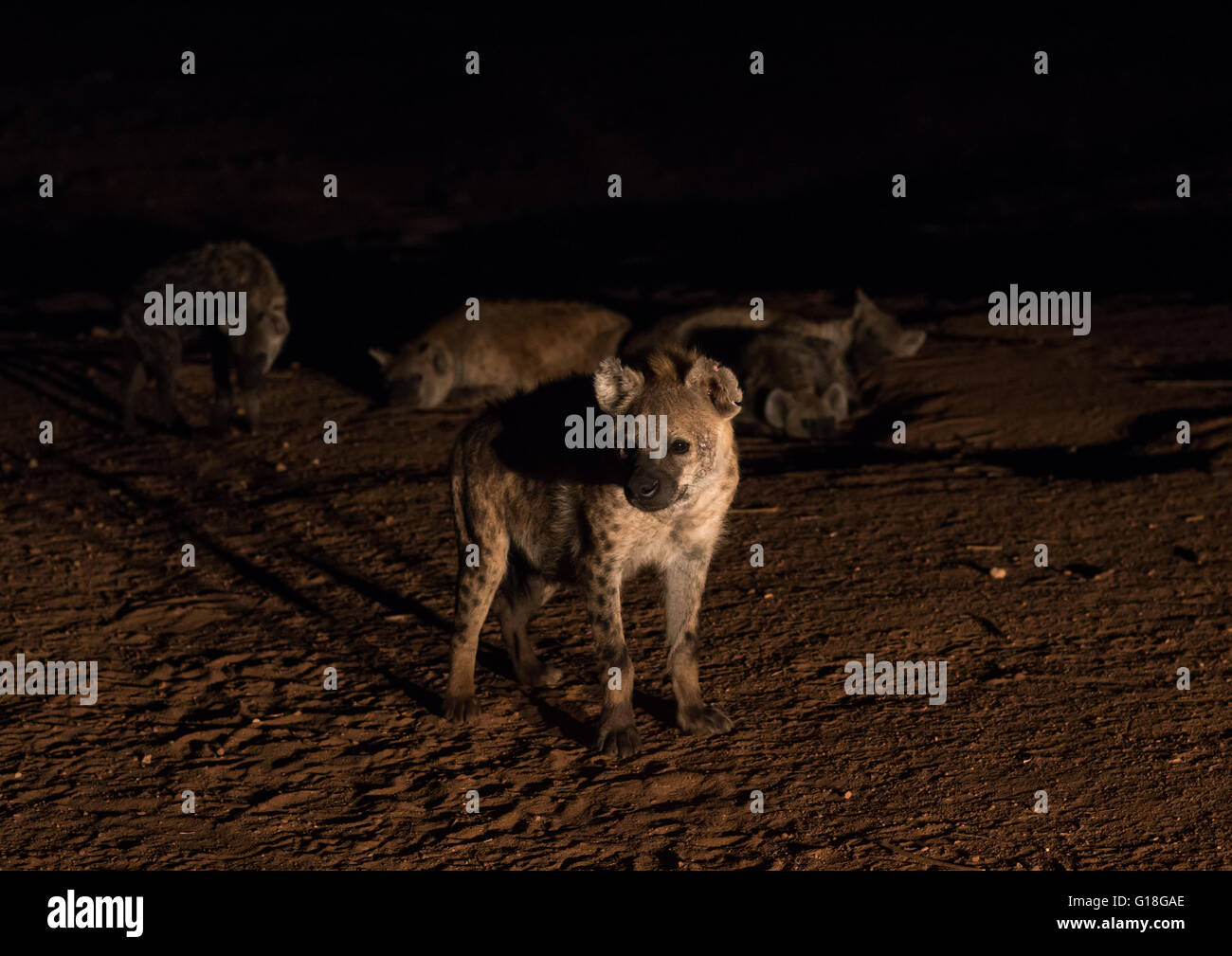 Hyenas in the night, Harari region, Harar, Ethiopia Stock Photo - Alamy
