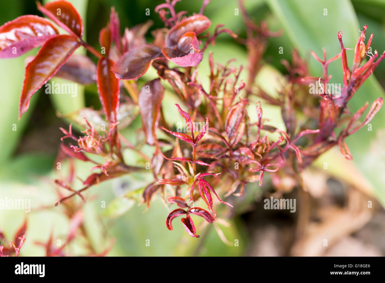 Rose bush disease pest parasite leaf garden Stock Photo - Alamy