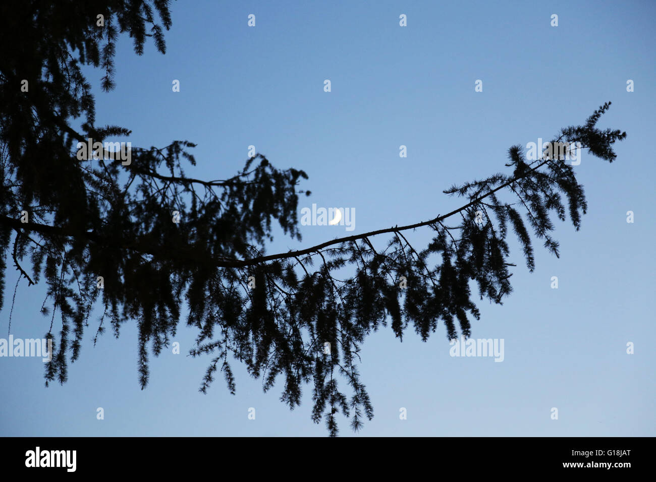 Warsaw, Poland. 10th May, 2016. The moon is seen over a park in ...