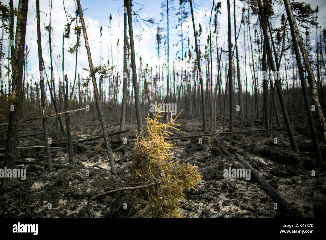 Fort mcmurray alberta wildfire hi-res stock photography and images - Alamy