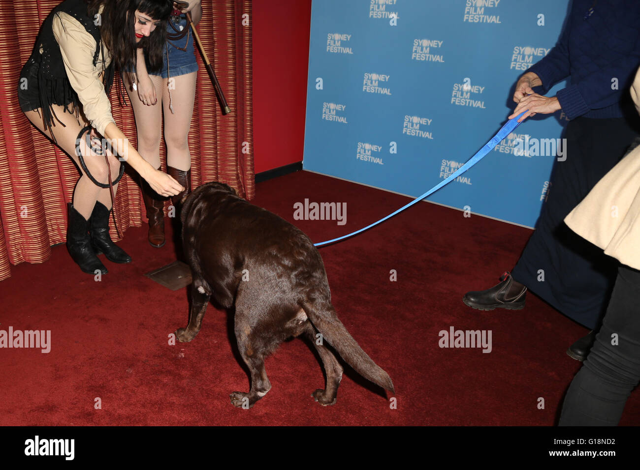 Australia customs dog hi-res stock photography and images - Alamy