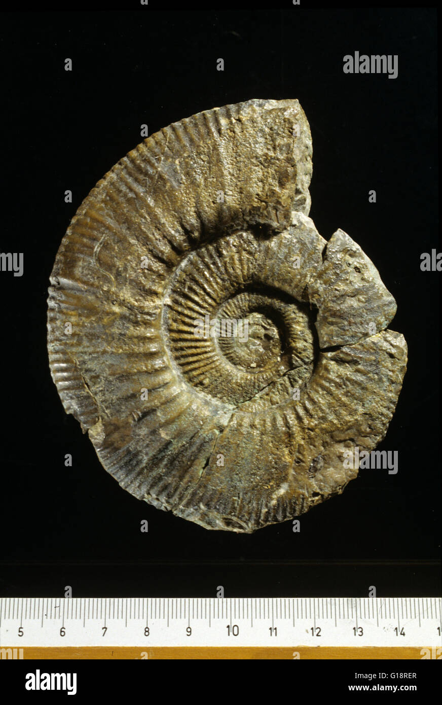 Jurassic time hi-res stock photography and images - Alamy