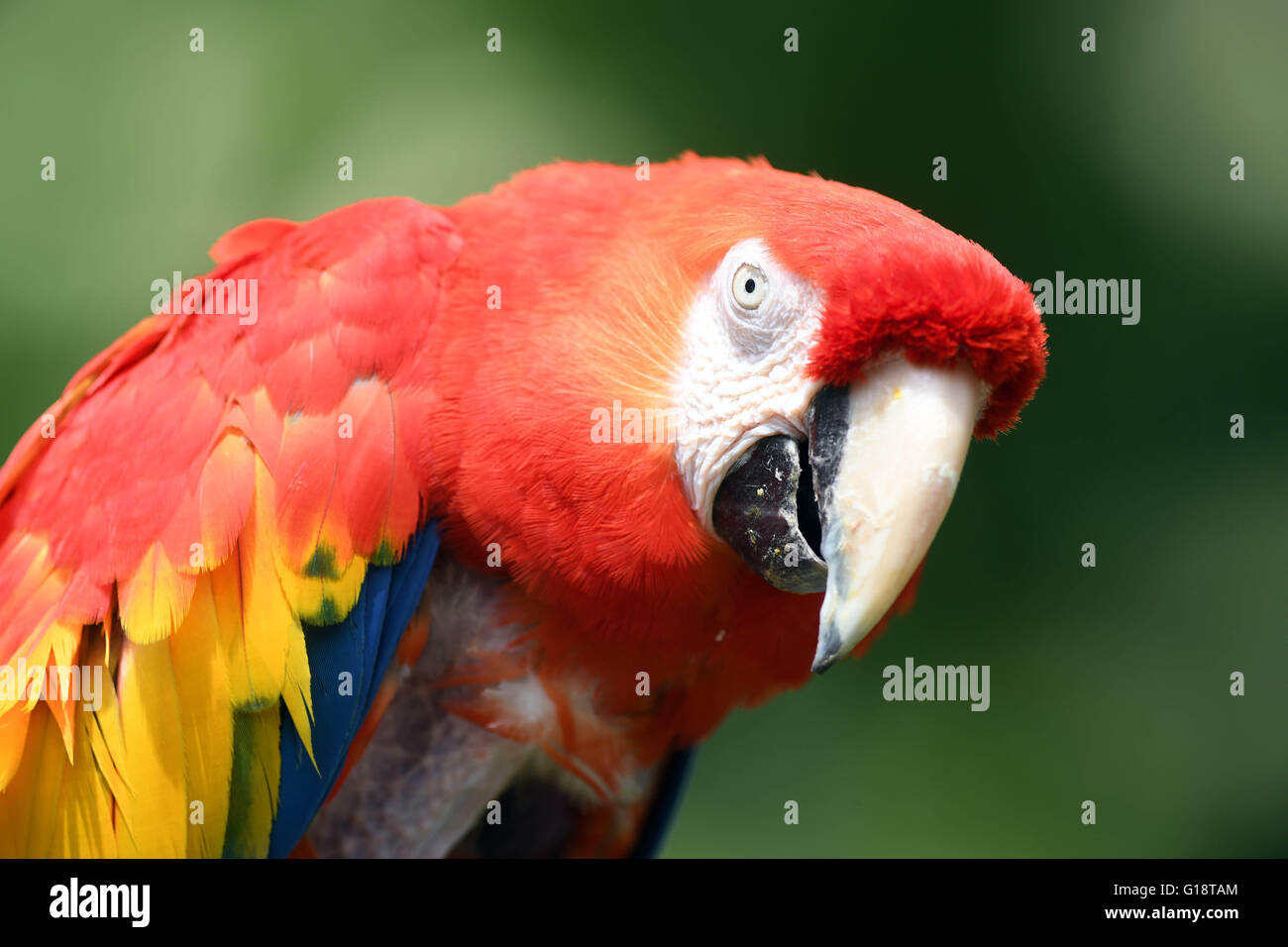 A hyacinth macaw parrot named Douglas who gained fame as 'Rosalinda' in ...