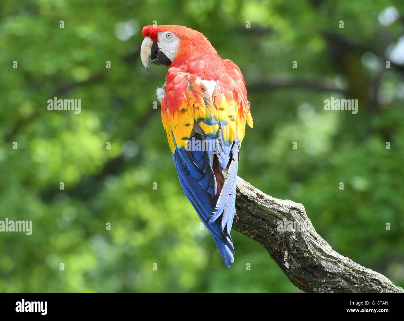 A hyacinth macaw parrot named Douglas who gained fame as 'Rosalinda' in ...