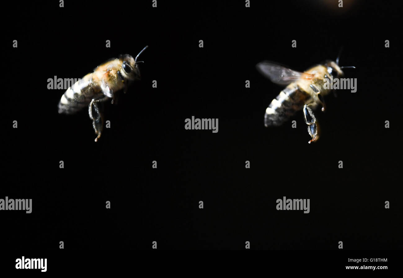 Seligenstadt, Germany. 11th May, 2016. Honeybees orbit around a beehive ...