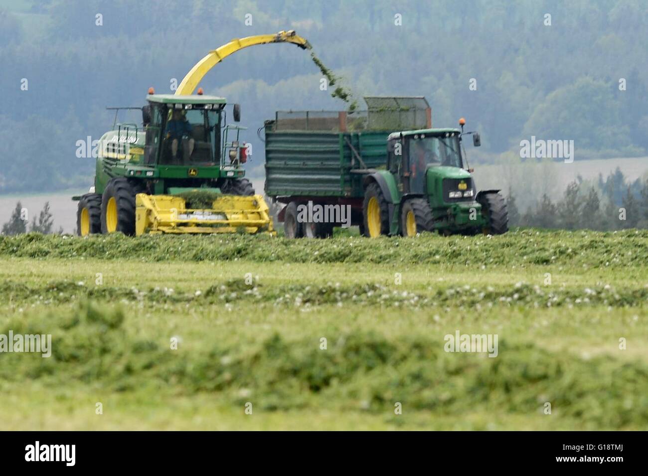 Farmers use their combine and tractors to harvest alfalfa (Medicago ...