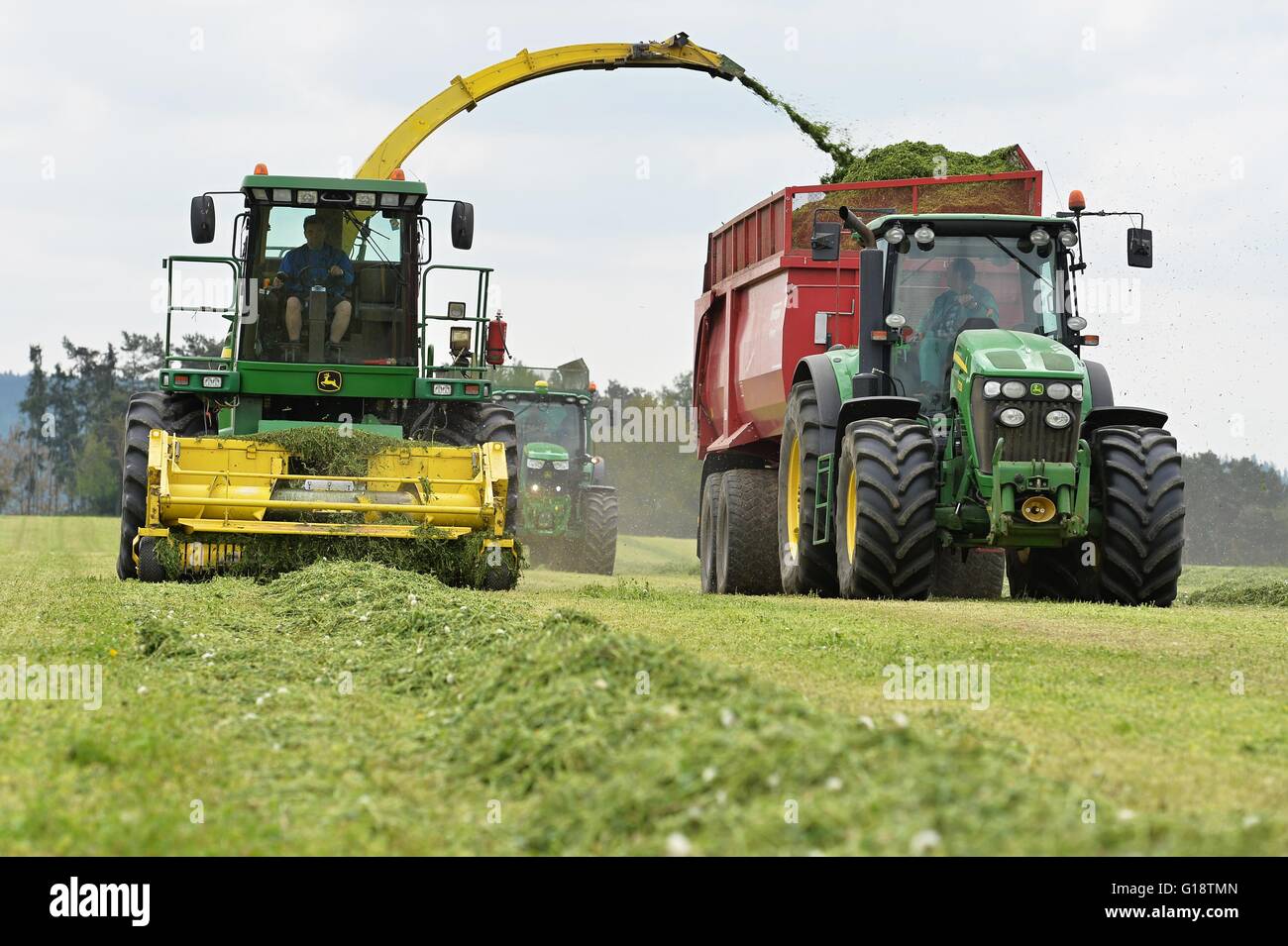 Farmers use their combine and tractors to harvest alfalfa (Medicago ...