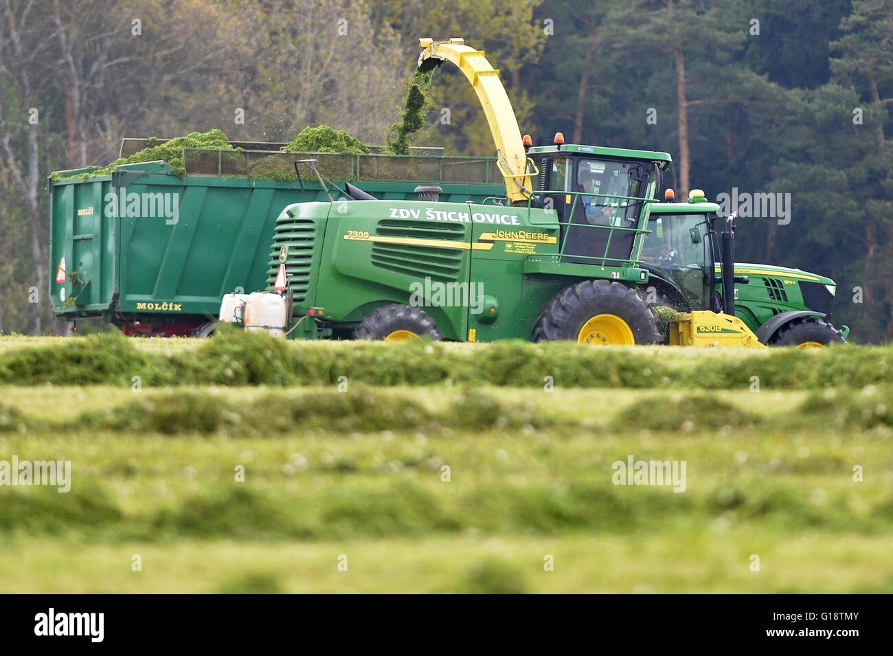 Farmers use their combine and tractors to harvest alfalfa (Medicago ...