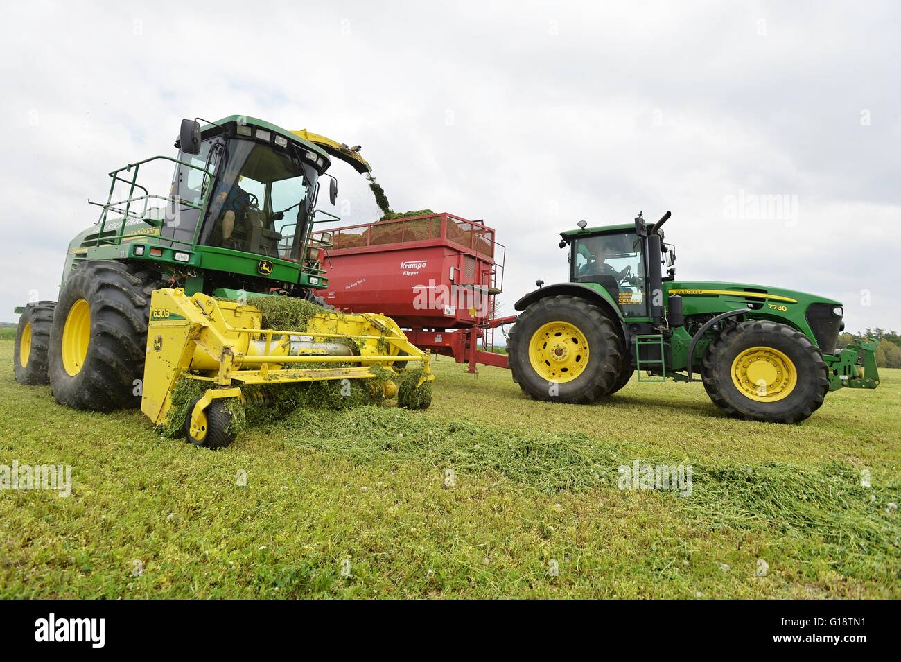Farmers use their combine and tractors to harvest alfalfa (Medicago ...