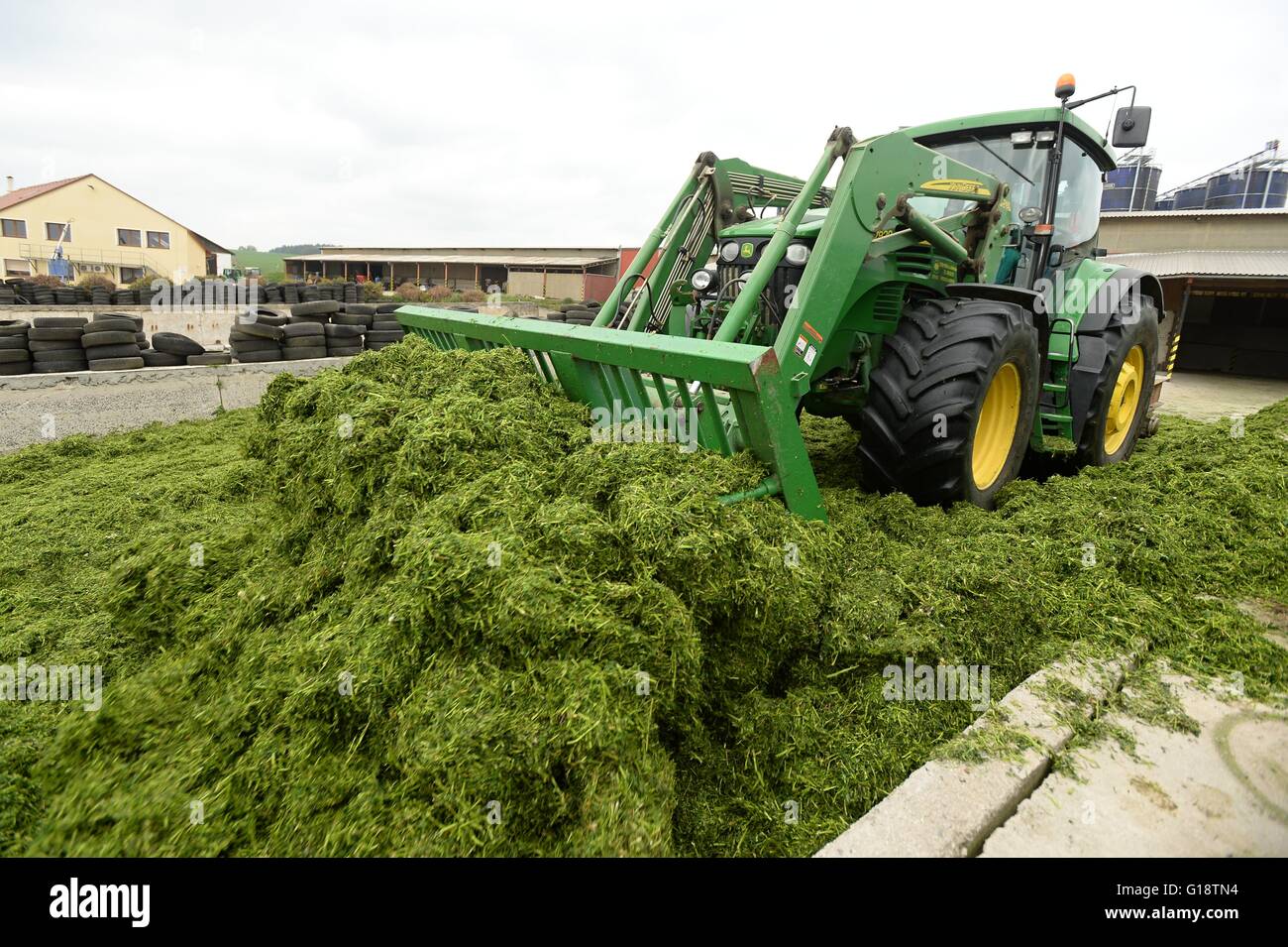 Farmers use their combine and tractors to harvest alfalfa (Medicago ...