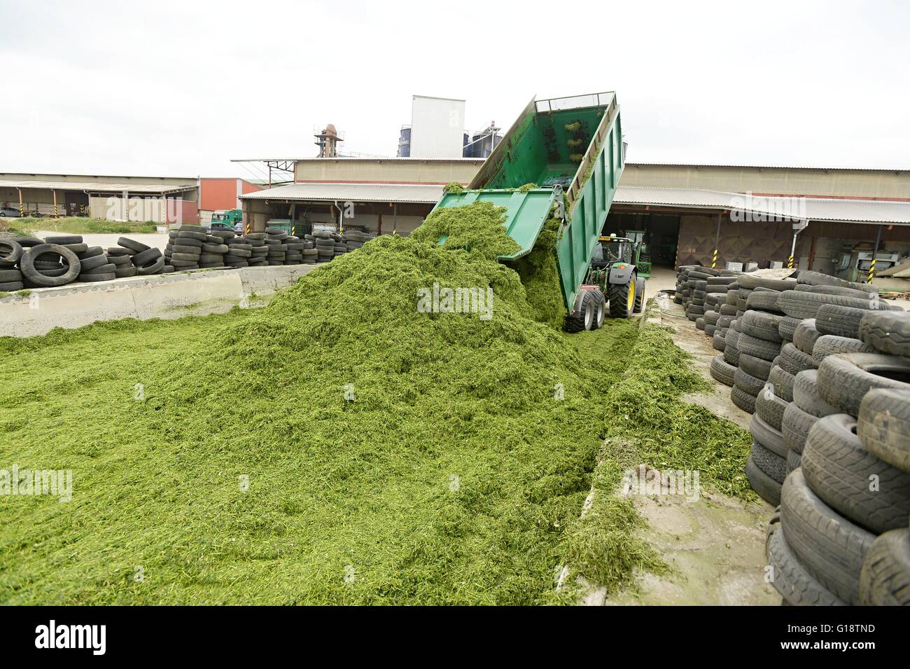 Farmers use their combine and tractors to harvest alfalfa (Medicago ...