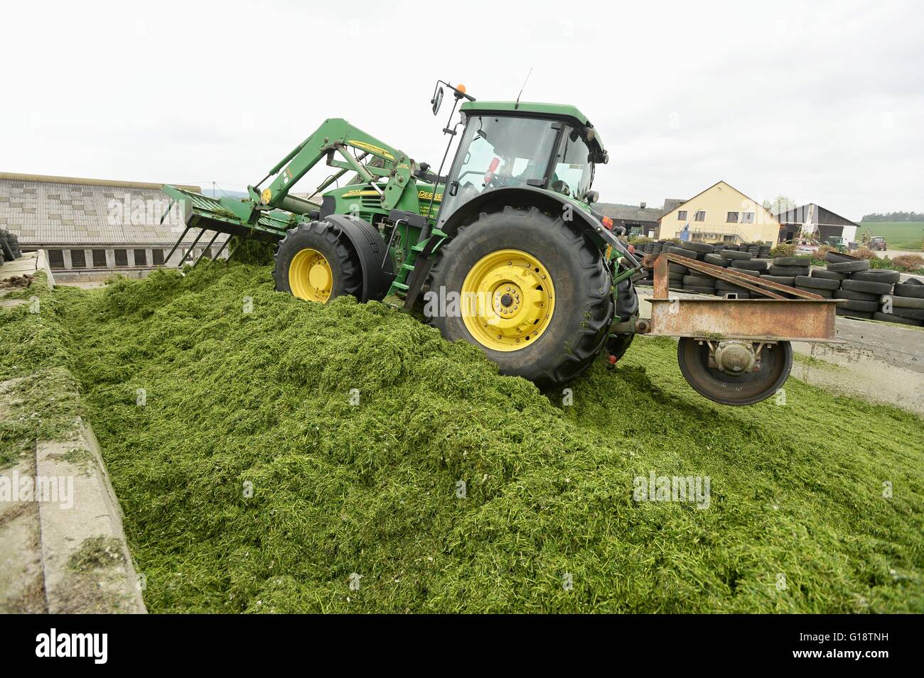 Farmers use their combine and tractors to harvest alfalfa (Medicago ...