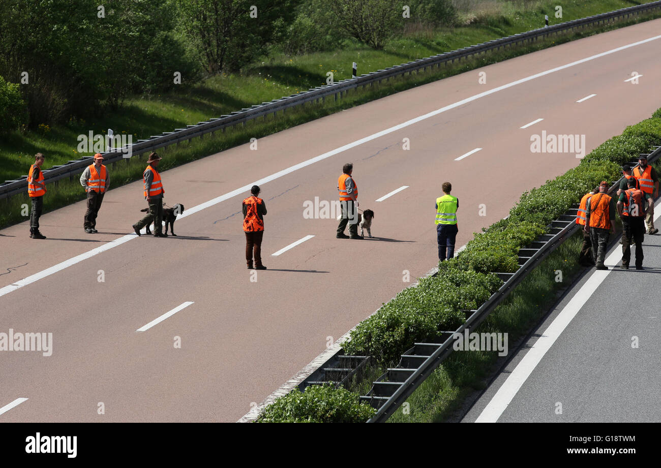 Staff of the road maintenance authority conduct a driven hunt along a ...