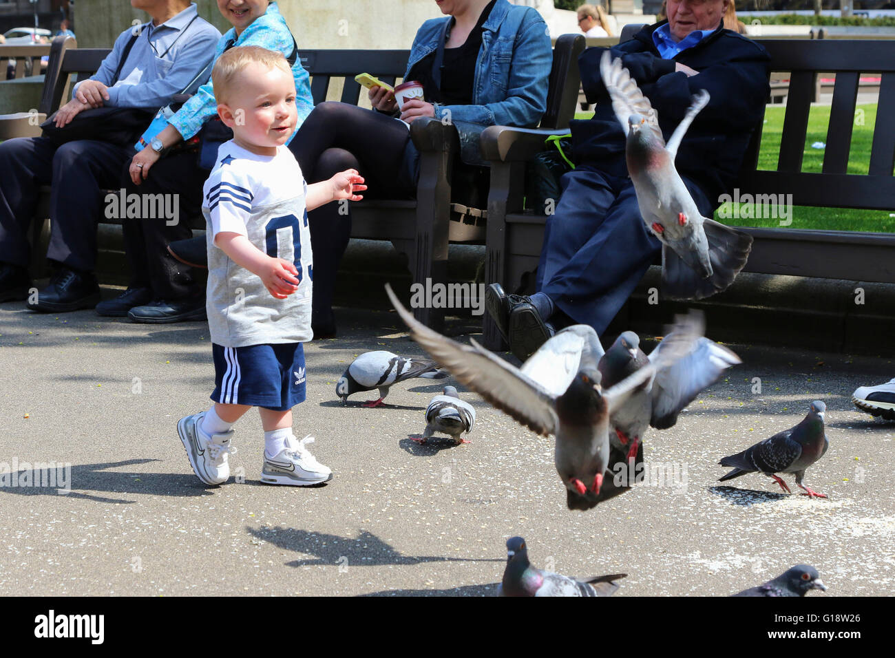 Glasgow pigeons hi-res stock photography and images - Alamy