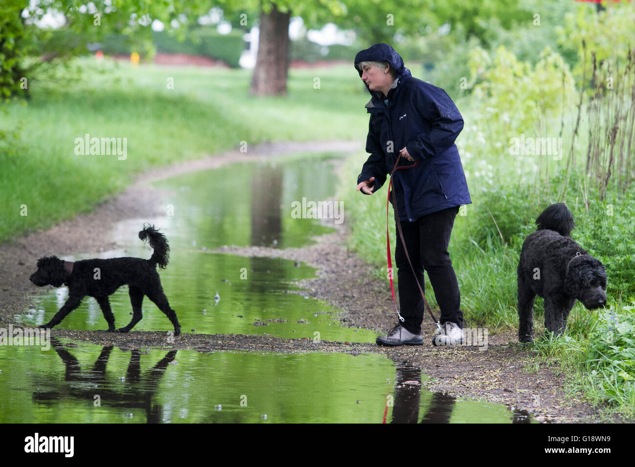 Wimbledon London,UK. 11th May. A pedestrian walks her dogs on a soggy ...