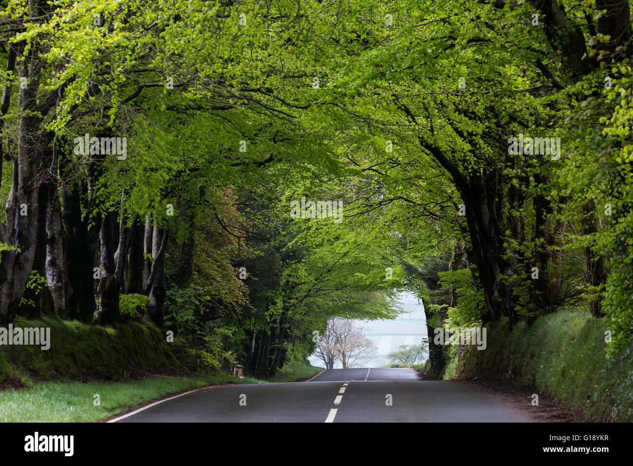 A road going through a tree lined way. Credit: Ian Jones/Alamy Live ...