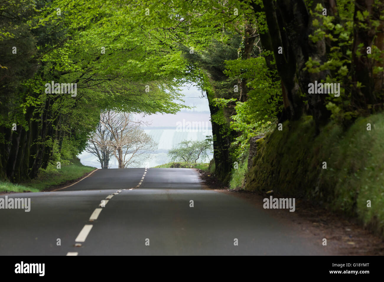A road going through a tree lined way. Credit: Ian Jones/Alamy Live ...