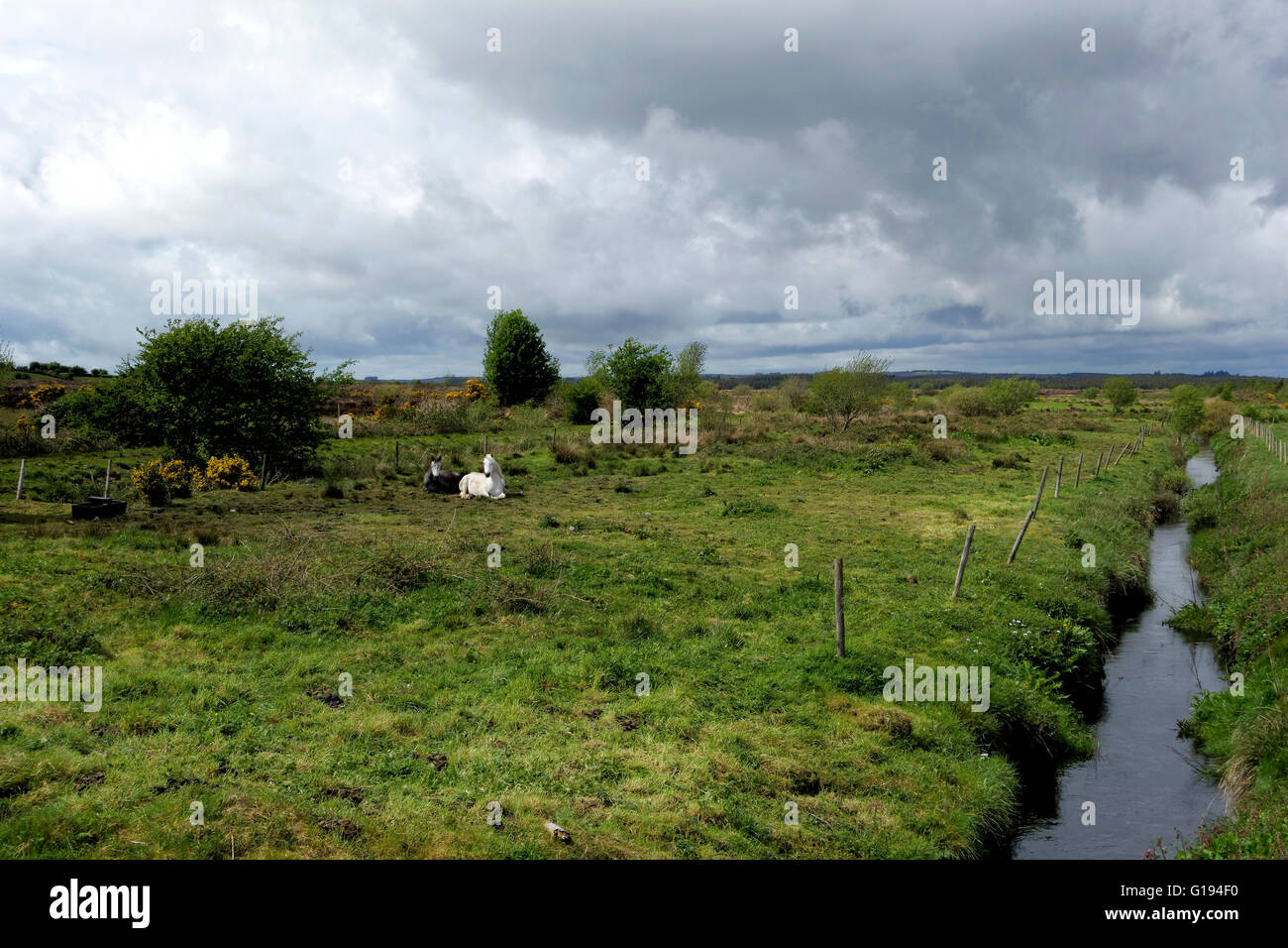 Mayo ireland horse hi-res stock photography and images - Alamy