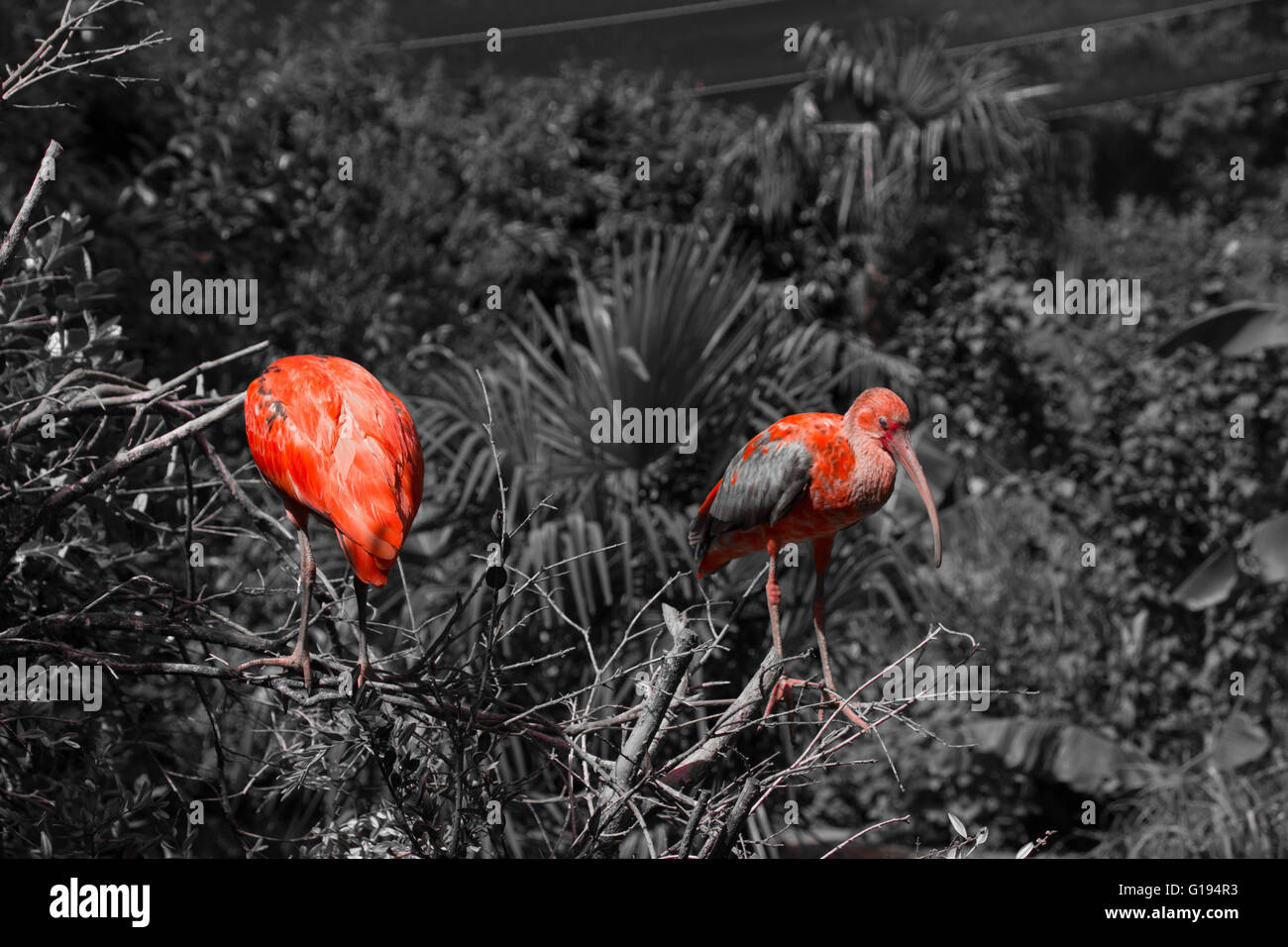 Two scarlet ibis BW Stock Photo - Alamy