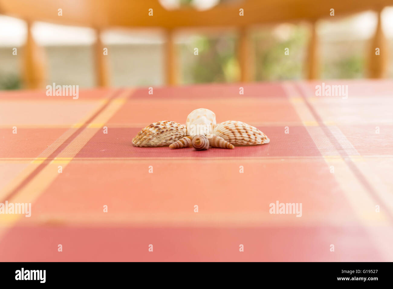 Insect sea shells Stock Photo - Alamy