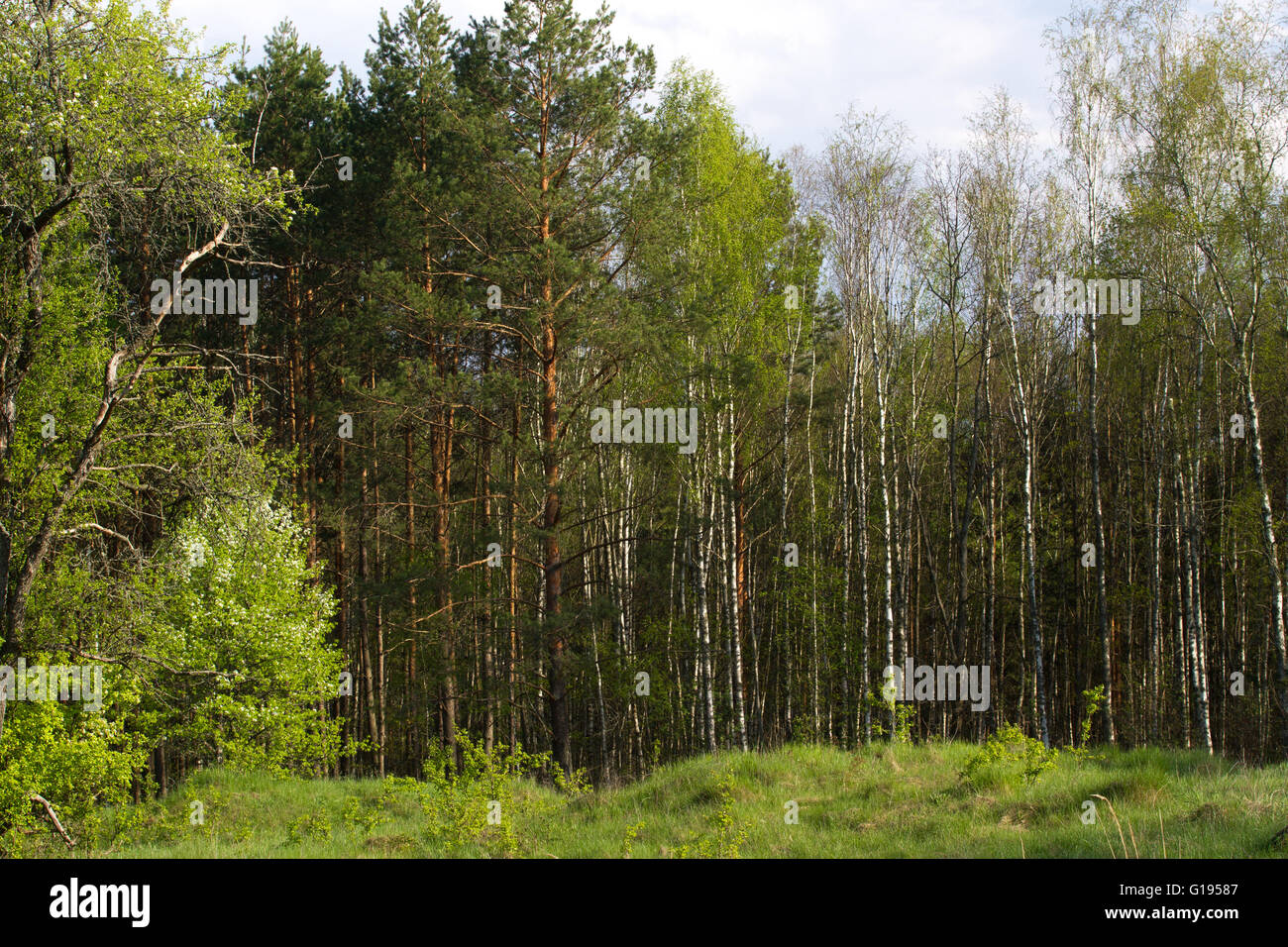 Birch grove on border with Belarus and Russia. Located in Ukraine, Sumy ...