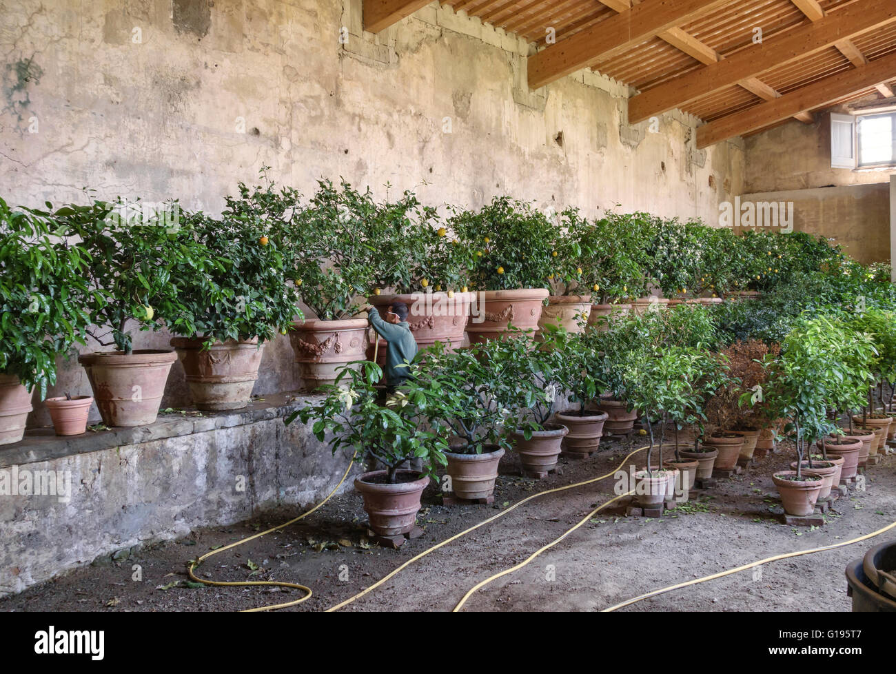 Villa di Castello (Villa Reale), Florence, Italy. A gardener watering ...
