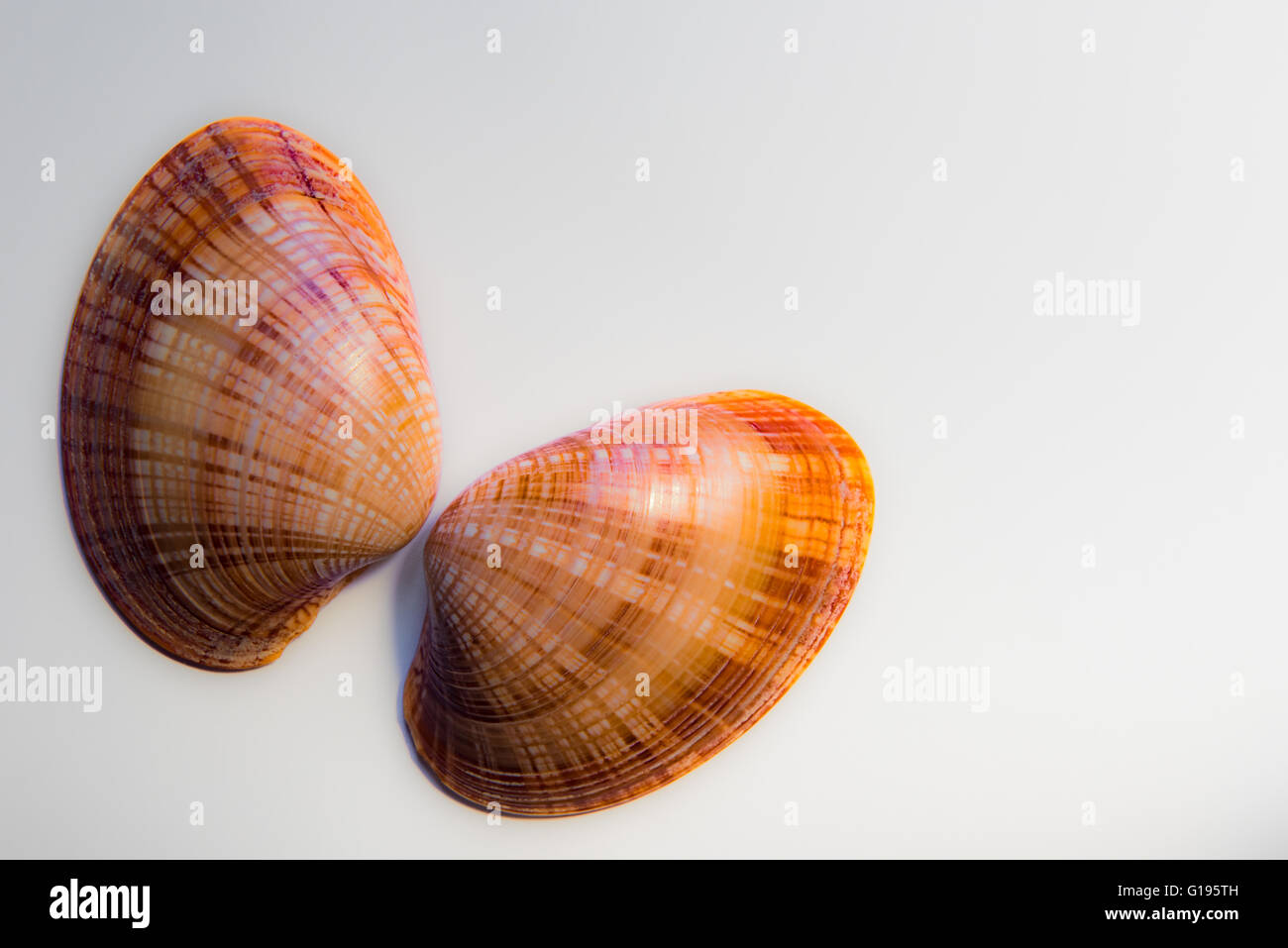 Two mollusc shells isolated against a white background placed to ...