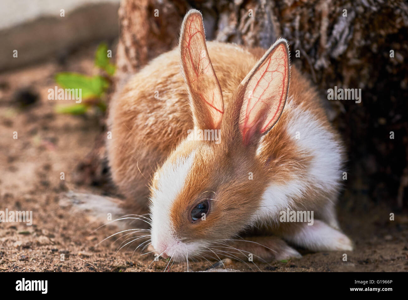 Brown and white rabbit sniffing the ground Stock Photo - Alamy