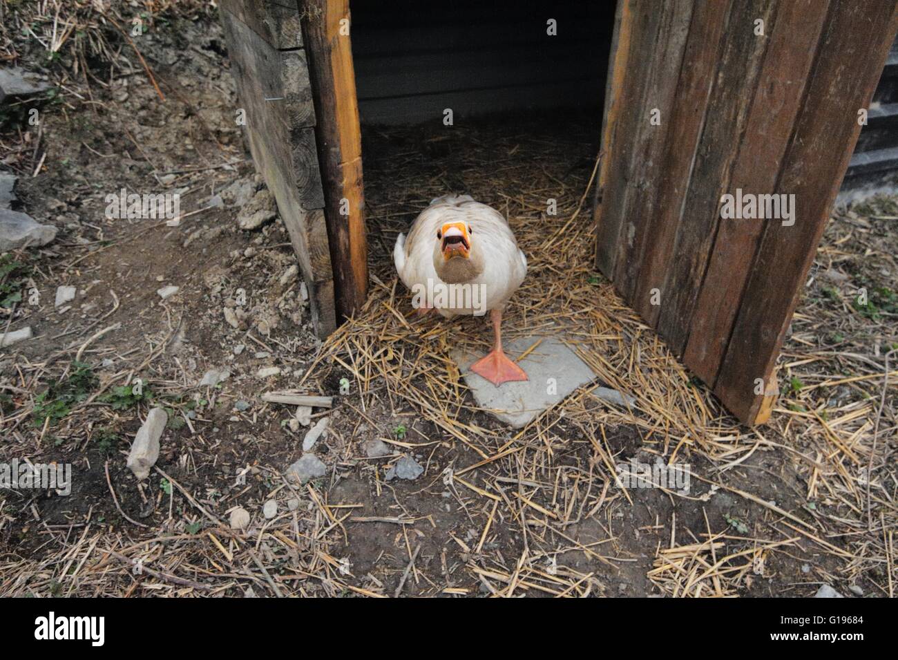 Geese charging hi-res stock photography and images - Alamy