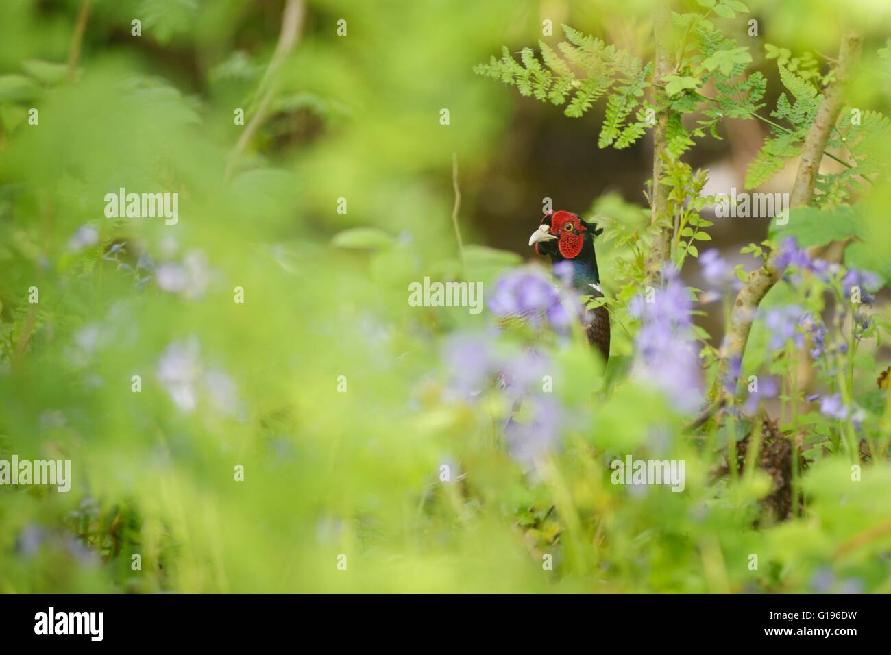 Phasianus colchicus, male pheasant amongst ferns and Bluebells in ...