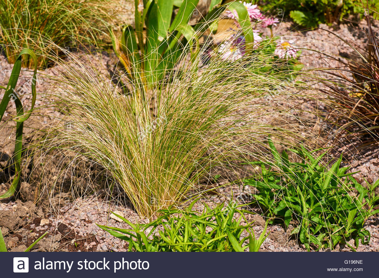 Tails Plants High Resolution Stock Photography and Images - Alamy
