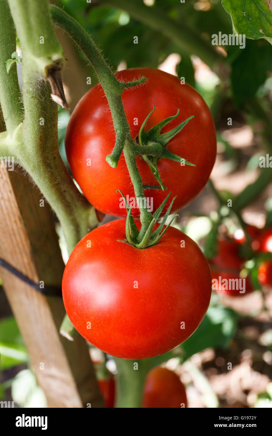 RIpe garden tomato ready for picking Stock Photo - Alamy