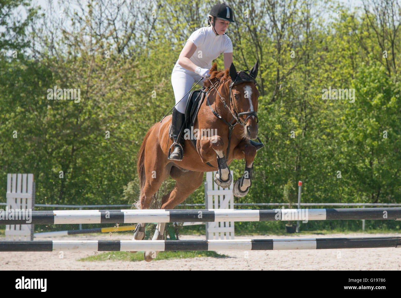 Horse jumping obstacle - showjumping Stock Photo - Alamy