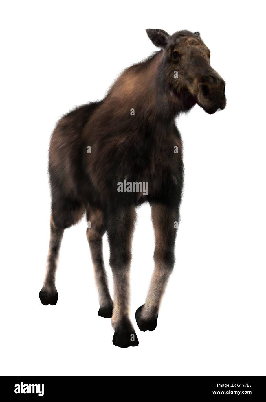 3D rendering of a female moose walking isolated on white background ...