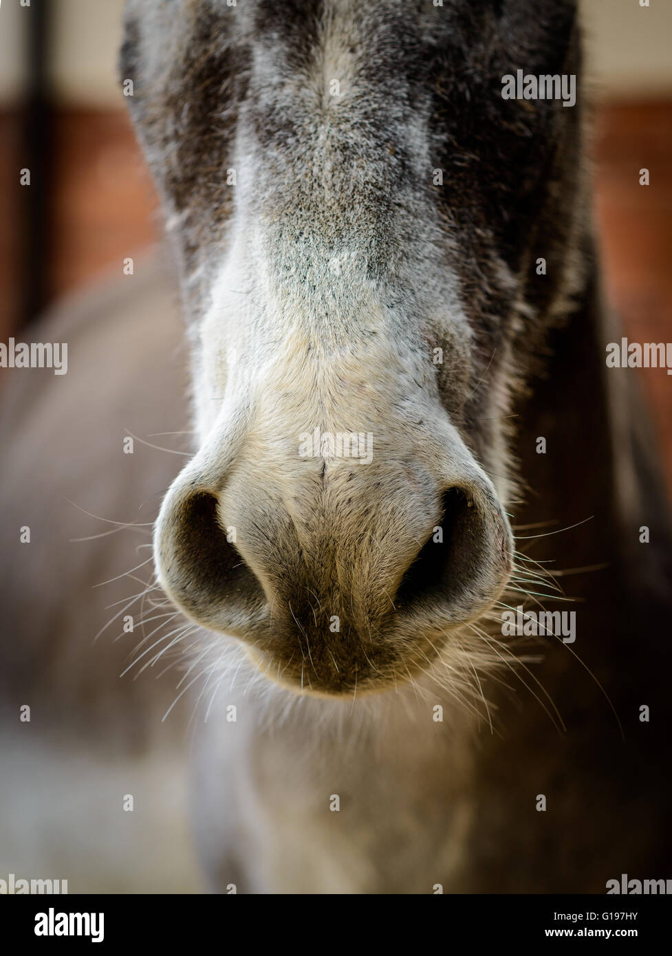 Close up of a donkey nose Stock Photo - Alamy