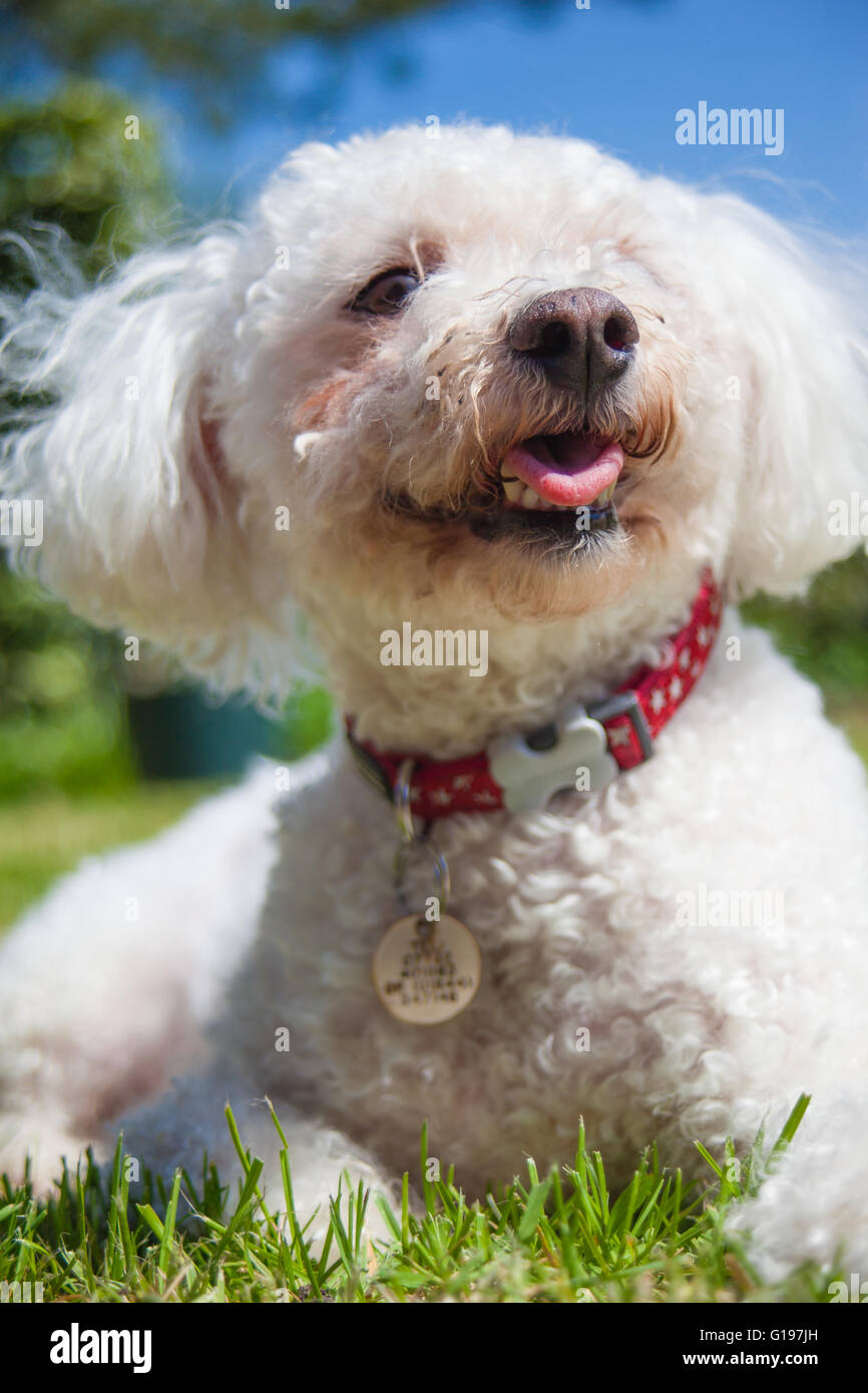 A adult male Bichon Frise dog in a country garden in summer Stock Photo ...