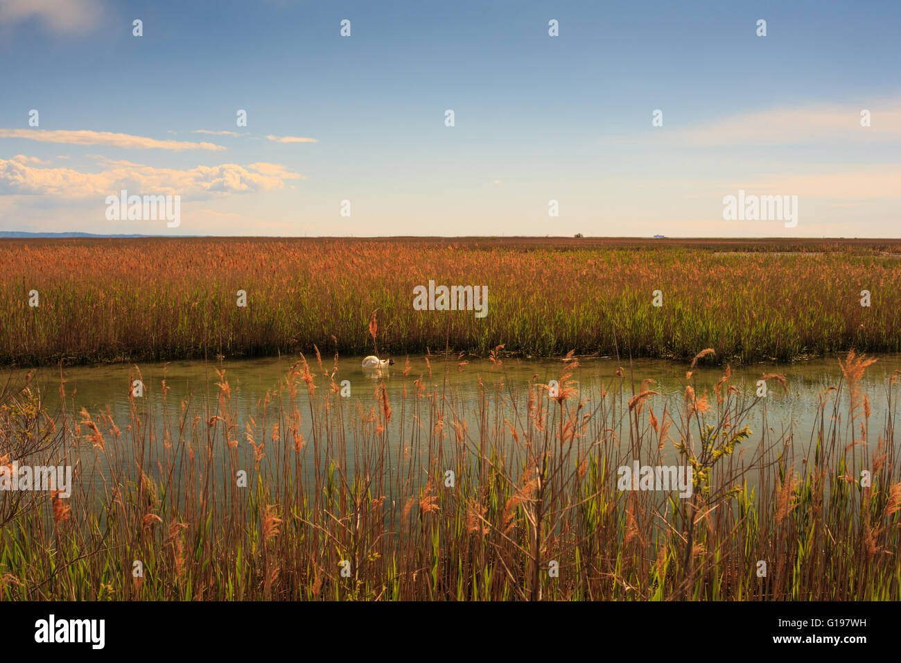 Swan floating in the nature reserve of the Isonzo river mouth Stock ...