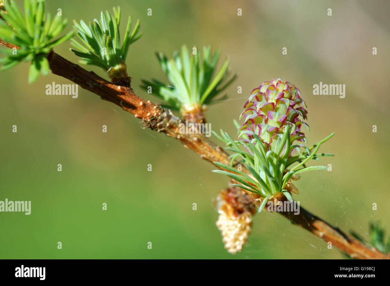 Ovulate cone and pollen cone of larch tree in spring, beginning of May ...